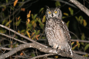 17 Species of Eagle-Owls (With Pictures) - Avibirds.com