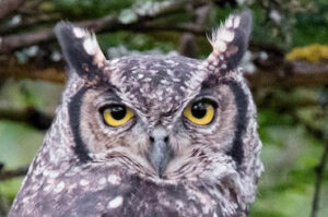 17 Species of Eagle-Owls (With Pictures) - Avibirds.com