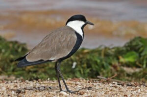 23 Types of Lapwings (With Pictures) - Avibirds.com