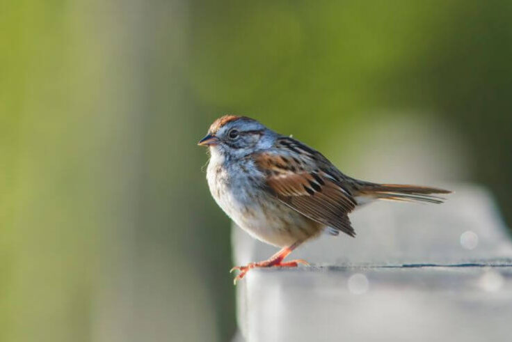 26 Sparrows in Colorado (With Pictures) - Avibirds.com