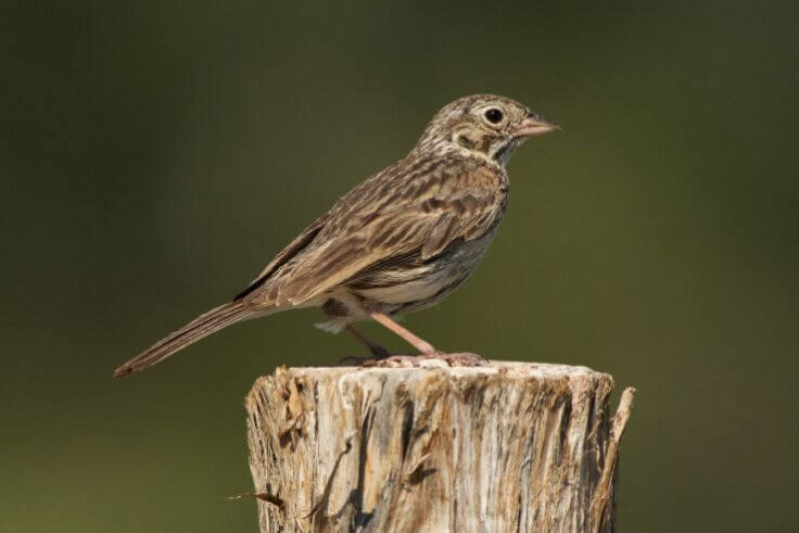 26 Sparrows in Colorado (With Pictures) - Avibirds.com