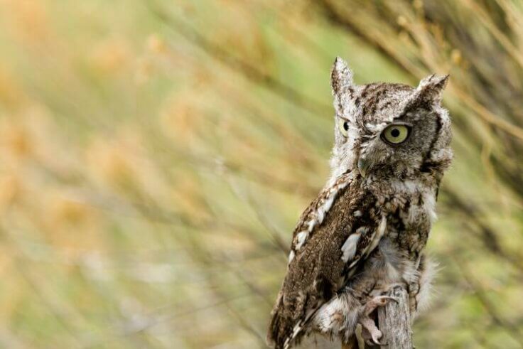 9 Owls in Nevada (With Pictures) - AviBirds