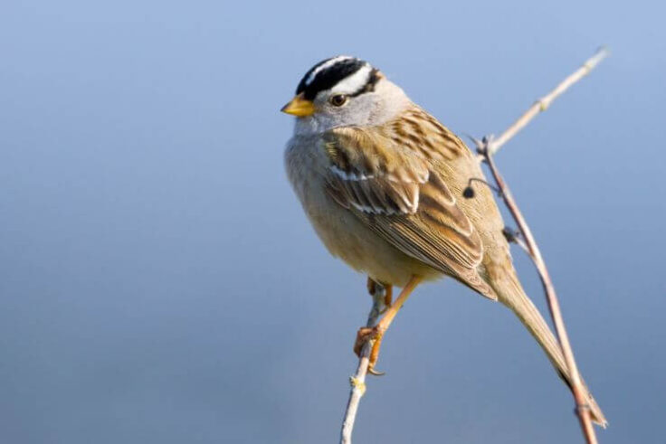 26 Sparrows in Colorado (With Pictures) - Avibirds.com
