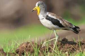 23 Types of Lapwings (With Pictures) - Avibirds.com