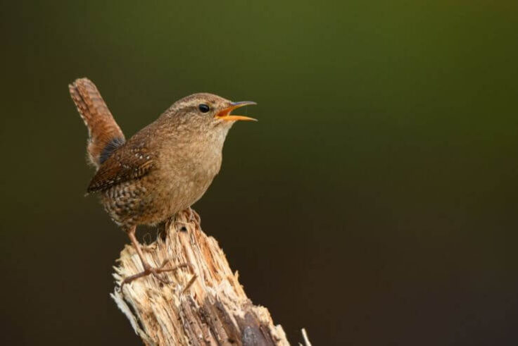 Birds of Wisconsin - Local Bird Guides and Visual ID