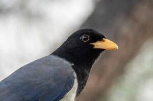 Magpies Birds - The Singing Storytellers of the Corvidae