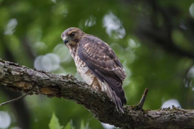 9 Hawks in Washington (With Pictures) - AviBirds