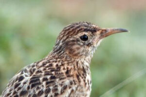 Larks of Europe (With Pictures) - Avibirds.com