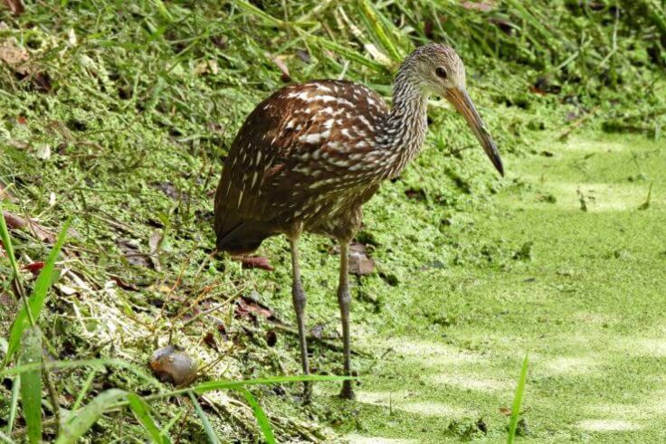 Limpkins (With Pictures) - AviBirds