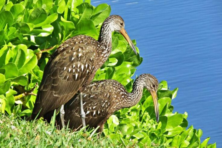 Limpkins (With Pictures) - AviBirds