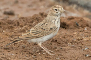 Larks of Europe (With Pictures) - AviBirds
