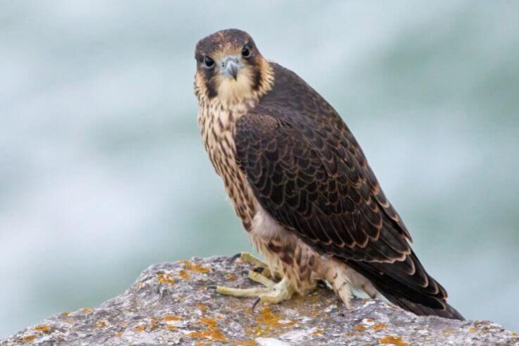 10 Birds of Prey in the UK (With Pictures) - Avibirds.com