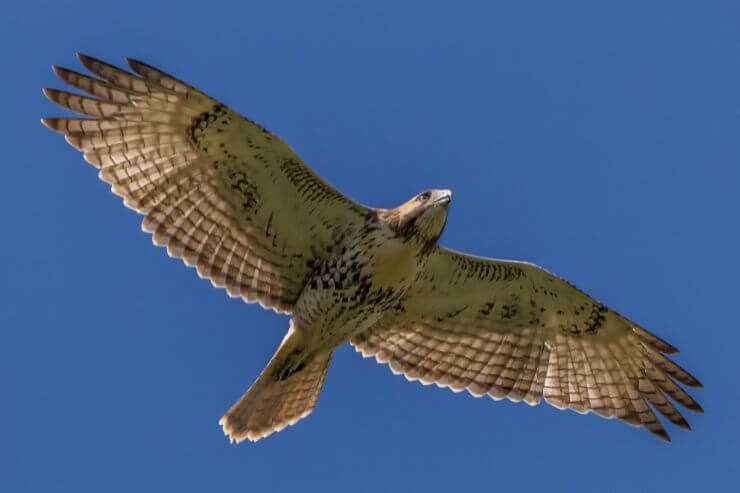 9 Hawks in Washington (With Pictures) - Avibirds.com