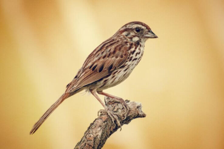 17 Sparrows in Massachusetts (With Pictures) - Avibirds.com