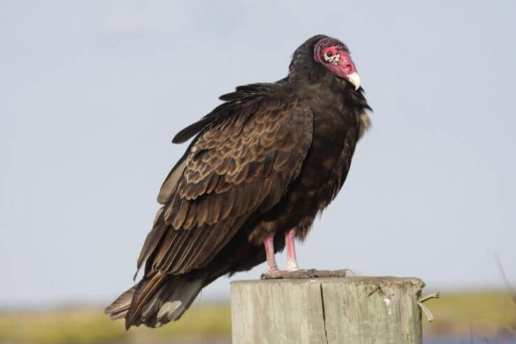 3 Vultures in California (With Pictures) - AviBirds