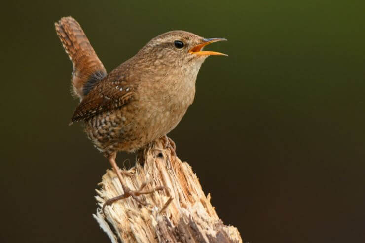 5 Wrens in Florida (With Pictures) - Avibirds.com