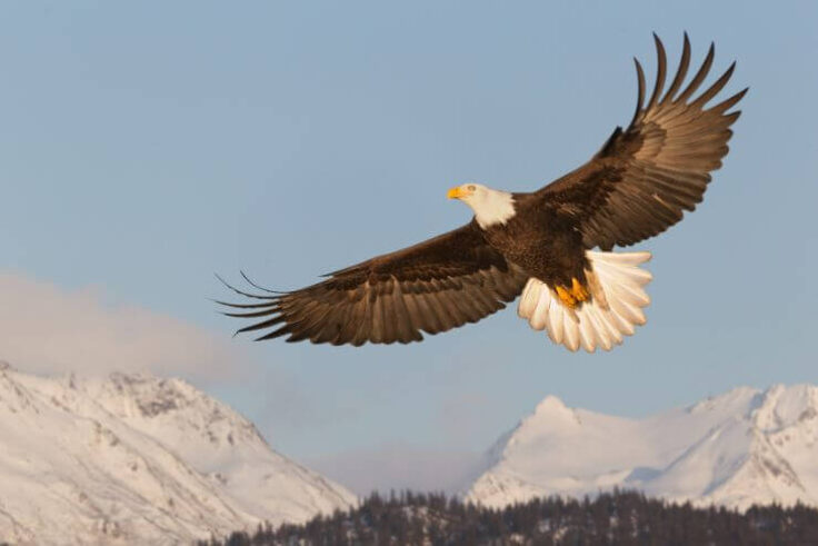 Eagles in Maryland (With Pictures) - Avibirds.com