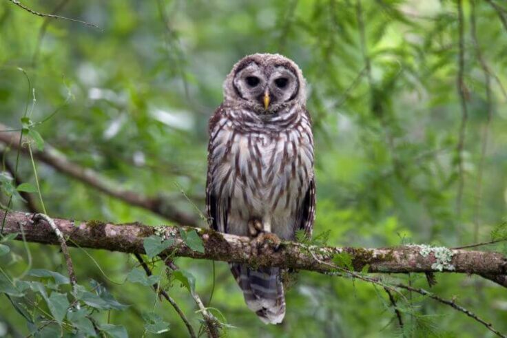 Owls in Alaska: 10 Species with Photos and Facts (2025 Guide)