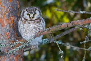 Owls in Alaska: 10 Species with Photos and Facts (2025 Guide)