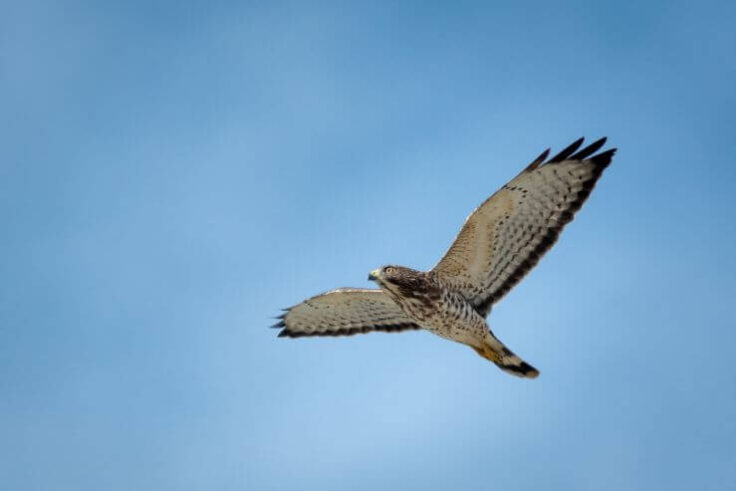 8 Hawks in Indiana (With Pictures) - AviBirds
