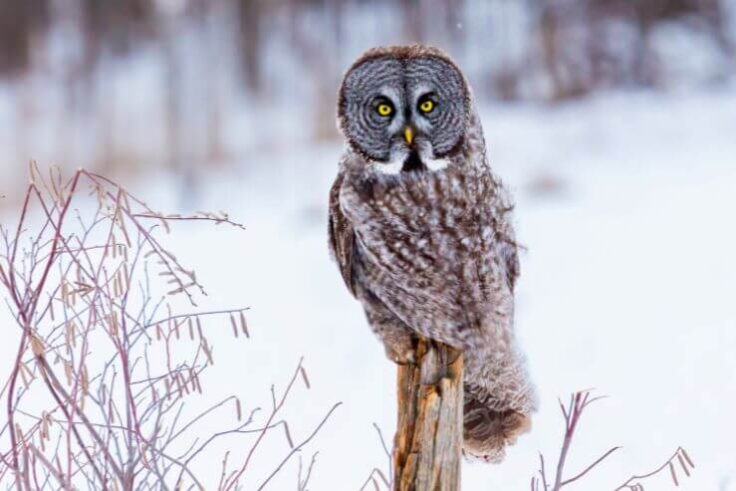 Owls in Alaska: 10 Species with Photos and Facts (2025 Guide)