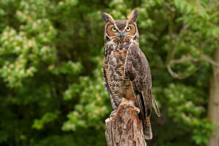 Owls in Alaska: 10 Species with Photos and Facts (2025 Guide)