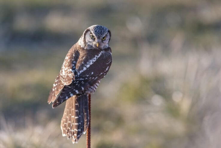Owls in Alaska: 10 Species with Photos and Facts (2025 Guide)