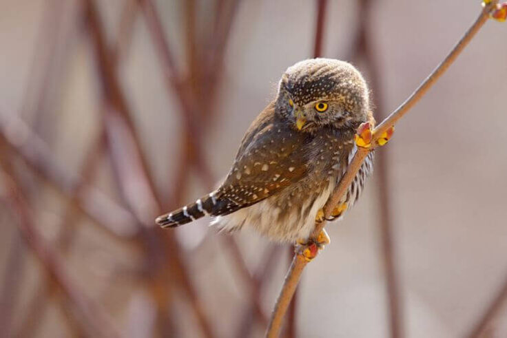 Owls in Alaska: 10 Species with Photos and Facts (2025 Guide)