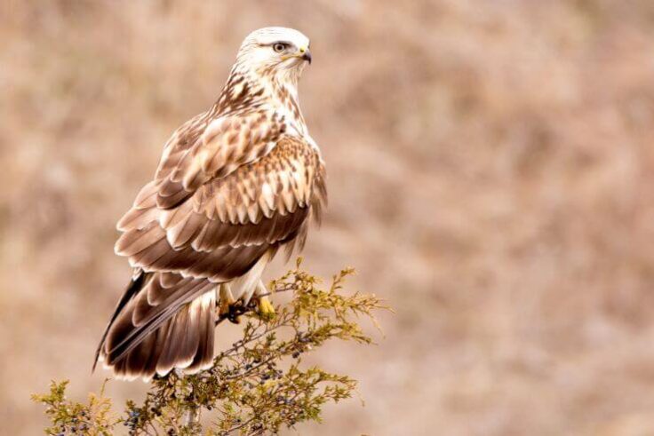 8 Hawks in Indiana (With Pictures) - AviBirds