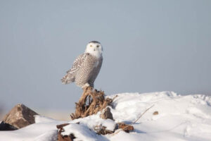 Owls in Alaska: 10 Species with Photos and Facts (2025 Guide)
