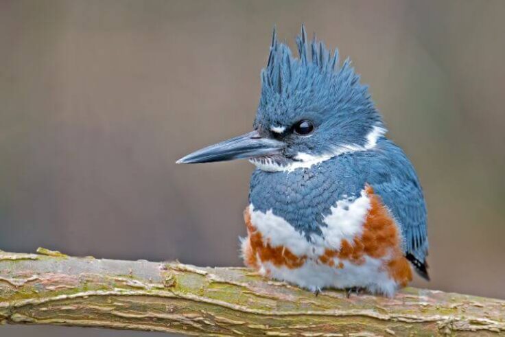 10 Blue Birds in Michigan (With Pictures) - AviBirds