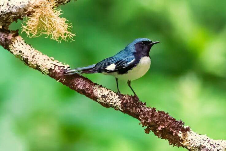 10 Blue Birds in Michigan (With Pictures) - AviBirds