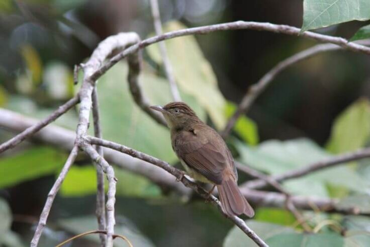 Bulbuls of Asia (Pycnonotidae) - Avibirds.com