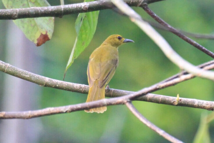 Bulbuls of Asia (Pycnonotidae) - Avibirds.com