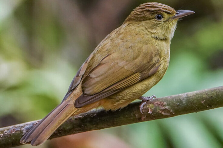 Bulbuls of Asia (Pycnonotidae) - Avibirds.com