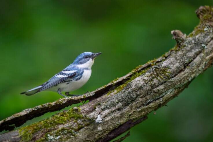 10 Blue Birds in Michigan (With Pictures) - AviBirds