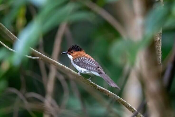 Bulbuls of Asia (Pycnonotidae) - Avibirds.com