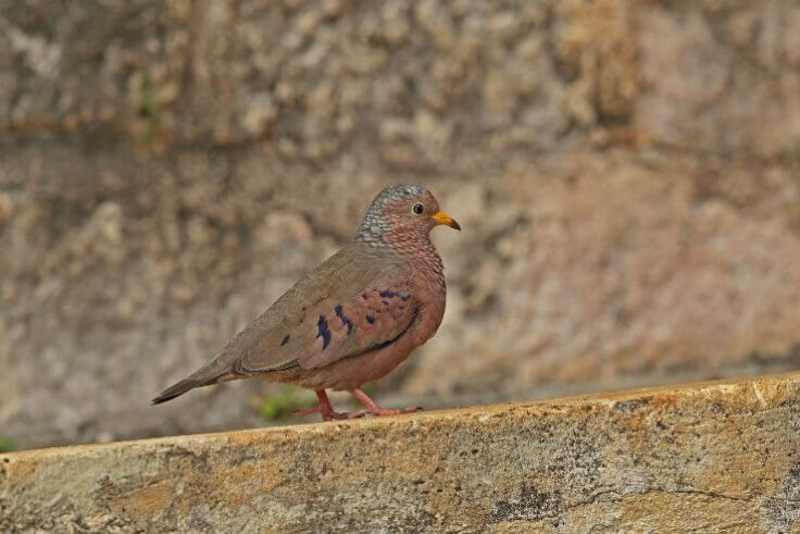 Doves and Pigeons in Florida (With Pictures) - AviBirds