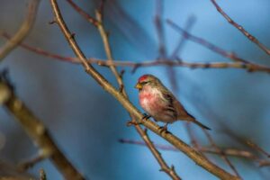 12 Red Birds in Georgia (With Pictures) - AviBirds