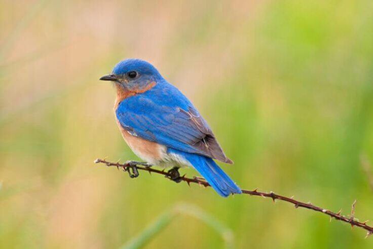 10 Blue Birds in Michigan (With Pictures) - Avibirds.com