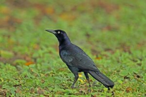 16 Black Birds in Texas (With Pictures) - Avibirds.com