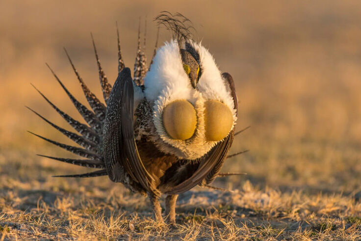 Types of Grouse (With Pictures) - Avibirds.com