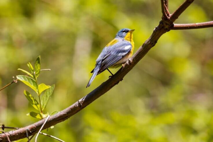 10 Blue Birds in Michigan (With Pictures) - AviBirds