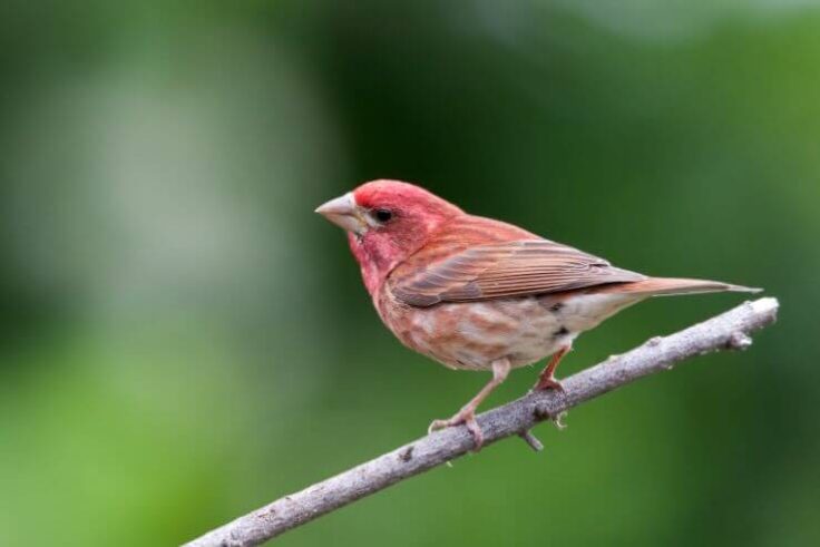 12 Red Birds in Georgia (With Pictures) - AviBirds