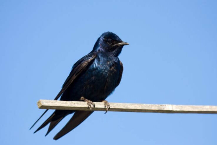 10 Blue Birds in Michigan (With Pictures) - Avibirds.com