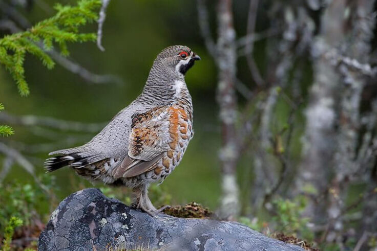 Types of Grouse (With Pictures) - Avibirds.com
