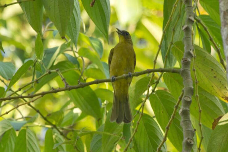 Bulbuls of Asia (Pycnonotidae) - Avibirds.com