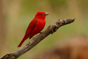 12 Red Birds in Georgia (With Pictures) - AviBirds