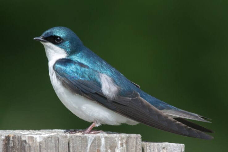 10 Blue Birds in Michigan (With Pictures) - AviBirds