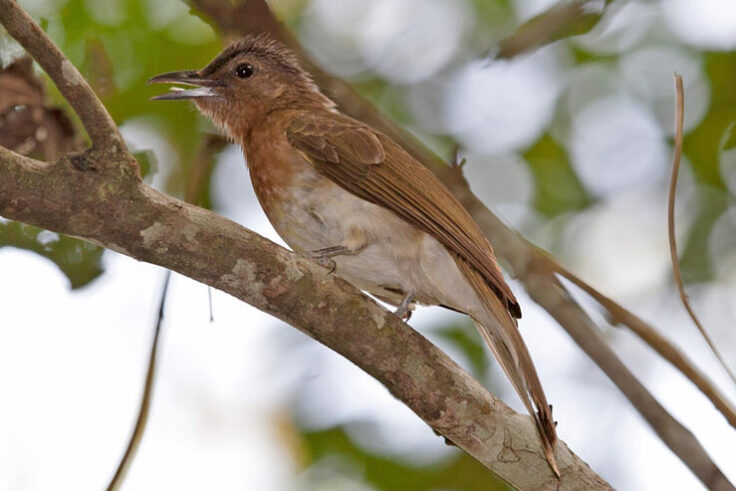 Bulbuls of Asia (Pycnonotidae) - Avibirds.com
